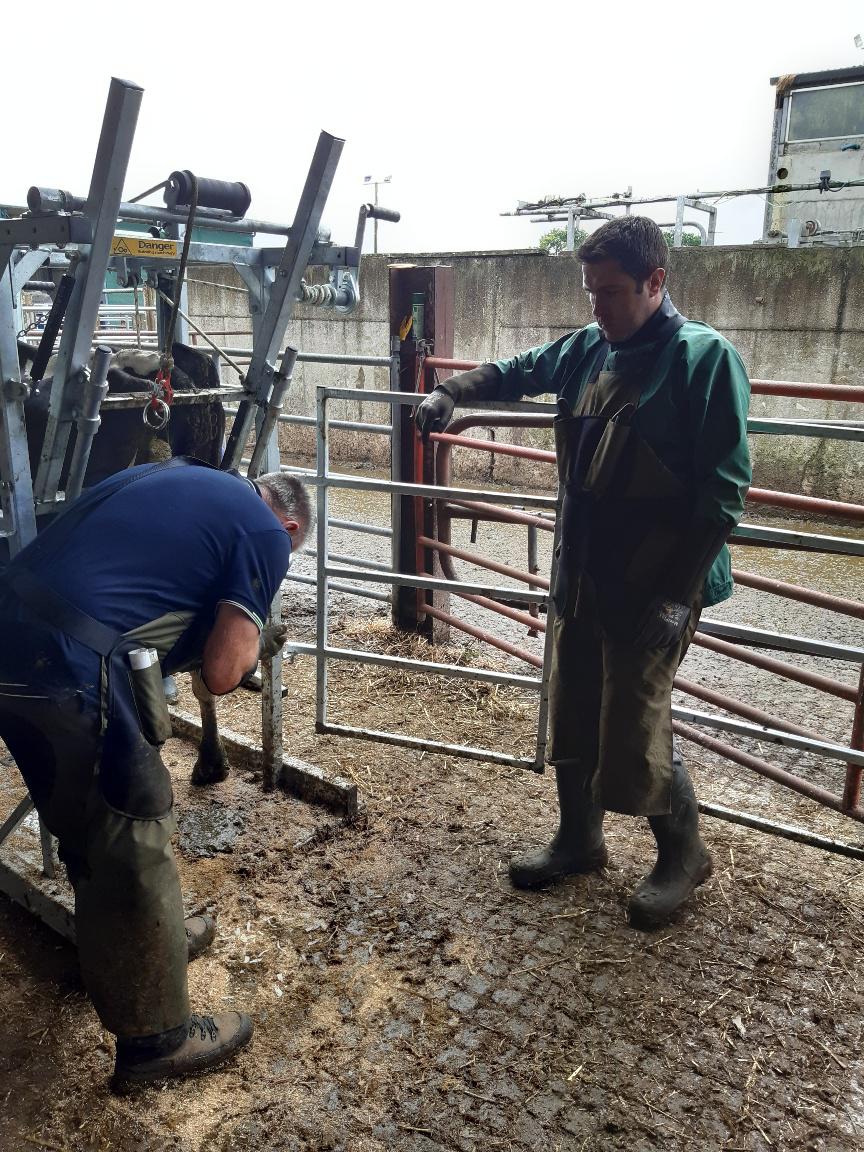 The True Cost of Cattle Lameness in UK and Irish Dairy Herds - Eko Hoofcare