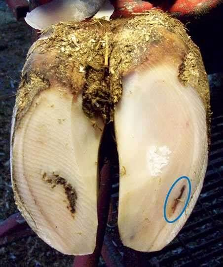 The True Cost of Cattle Lameness in UK and Irish Dairy Herds - Eko Hoofcare